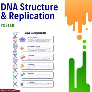 Exploring DNA Components Poster The Building Blocks Of Life By Shoto Learning