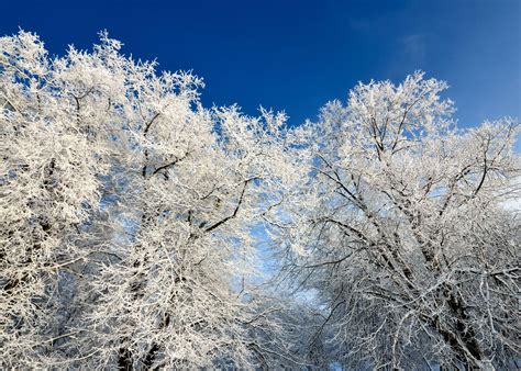 Hoarfrost On Trees In Wint Poster By Noah Displate