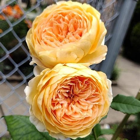 Auswinter Apricot Fragrant Climbing Rose 1 Gallon Etsy