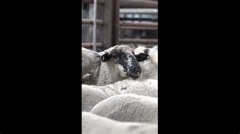 Gallery - Farm Transparency Project | Australian animal protection charity