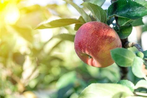 Premium Photo Construction Crane