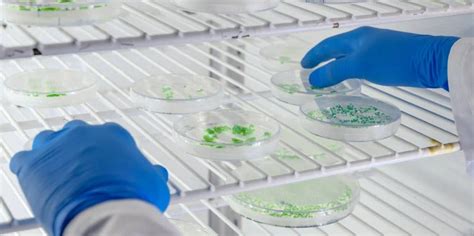 Cell Disruption Techniques Sonication Vs Homogenization By Kwipdeals Feb 2024 Medium