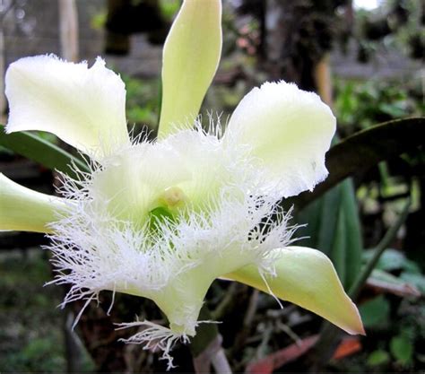 Rhyncholaelia Digbyana Orchid Regional Flora