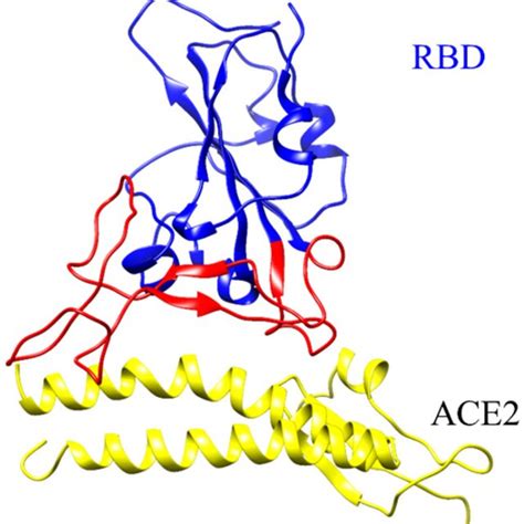 Interface Of Receptor Binding Domain Rbd And Angiotensin Converting Download Scientific