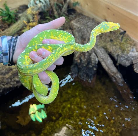 Sub Adult Biak Green Tree Python Male Scales And Tails Of Ohio
