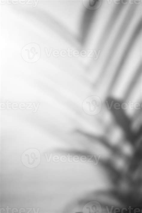 Realistic Palm Leaf Shadow Overlay 23942418 Png