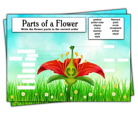 Parts Of Plants In Hindi And English Worksheets Free