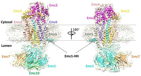 Structure Of The Er Membrane Complex A Transmembrane Domain Insertase