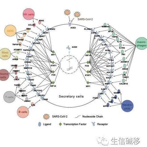简单使用单细胞测序数据推断细胞通讯中的 配体 受体 Tf Mrna”调控网络，scmlnet 包pythonsampleseurat