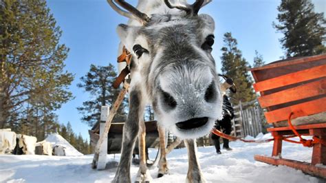 200 Reindeer Backgrounds