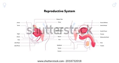 Human Reproductive System Anatomy Inforgaphic Chart Stock Vector