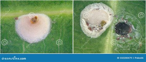 Diaspididae Pest Is An Insect On The Leaves Of Thuja Close Up Royalty