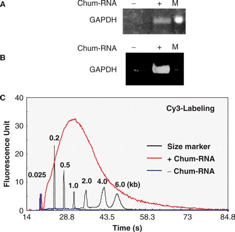 Chum Rna Allows Non Biased Linear Amplification Of Mrna Using T7 Rna Download Scientific