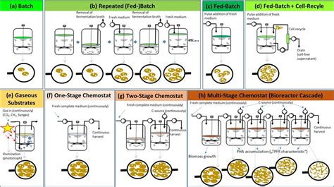 Schematics Of Process Regimes Described For Pha Biosynthesis In Download Scientific Diagram