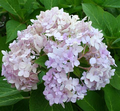 Hydrangea Section Macrophyllae Cultivars B Trees And Shrubs Online