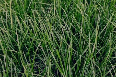 Free Picture High Dark Green Grass Plants On Lawn Close Up Texture