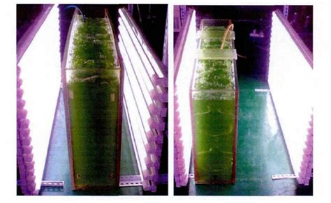Tubular Photobioreactor And Column Photobioreactor Download