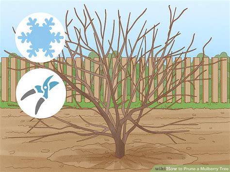 How To Prune A Mulberry Tree Steps With Pictures WikiHow