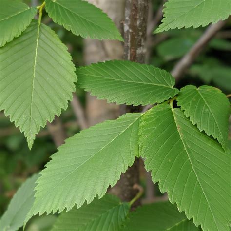 Ulmus Americana Princeton ~ Princeton American Elm Kings Sunset