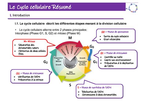 Cycle Cellulaire Resume Le Cycle Cellulaire Résumé 1 I Iintroductionntroduction I Le Cycle