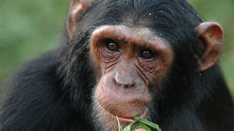 Chimpanzee Hd Wallpapers Top Free Chimpanzee Hd Backgrounds