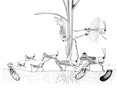 Grasshopper Development Embryology