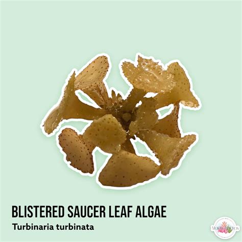 Blistered Saucer Leaf Algae Turbinaria Turbinata Marine Saltwater Macroalgae Plant For Sale