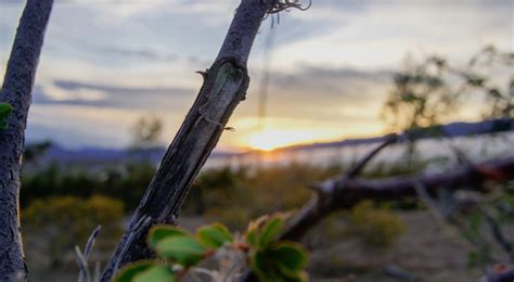 무료 이미지 나무 자연 잔디 분기 식물 햇빛 잎 꽃 가을 시즌 3872x2128 48653 무료 이미지 Pxhere