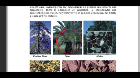 Gymnosperms And Angiosperms Difference Between Gymnosperms And
