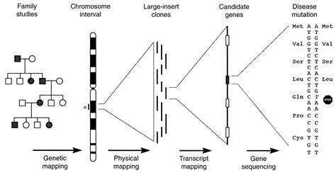 A Gene Map Of The Human Genome Science