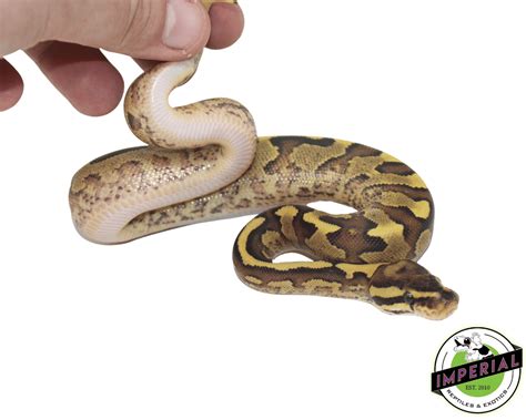 Yellowbelly Fire Ball Python For Sale Imperial Reptiles Imperial
