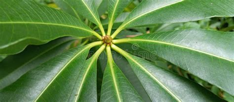 Unity Of Leaf Like A Floral Petal Stock Image Image Of Petal Leaf