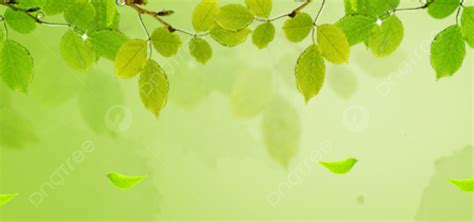 Daun Daun Hijau Daun Daun Daun Tekstur Latar Belakang Untuk Unduhan Gratis