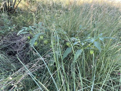 Found Wild Tomatillos The Other Day Ive Been Foraging In The Desert
