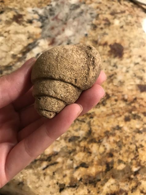 Found A Fossilized Snail R Mildlyinteresting