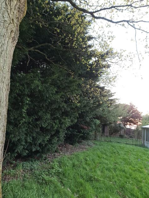 Trimming Cypress Tree The Fence DIYnot Forums