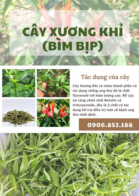 Cây Xương Khỉ Còn Gọi Là Cây Bìm Bịp Có Nhiều Tác Dụng Qúy Cho Sức Khỏe