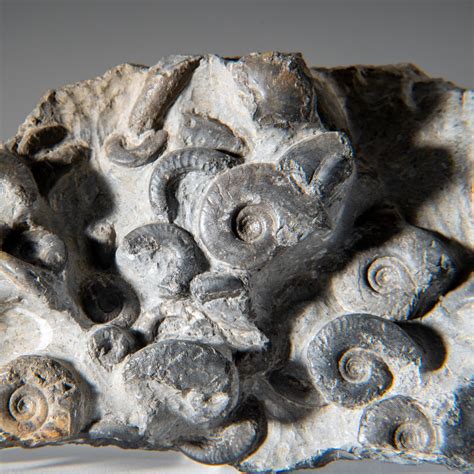 Genuine Natural Fossilized Ammonite Cluster 2 Lbs — Astro Gallery Of Gems