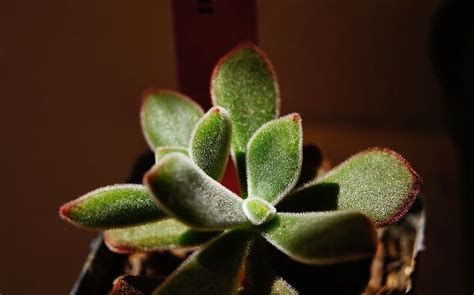 23 Fuzzy Leaf Succulent Species With Pictures Succulent Alley