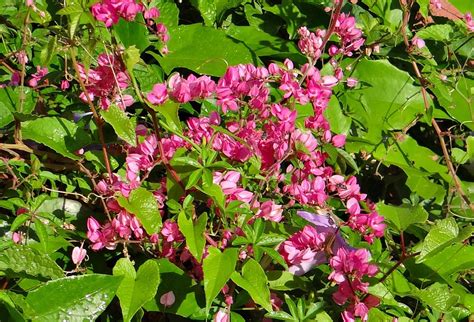 Berberidopsis Berberidopsis Corallina