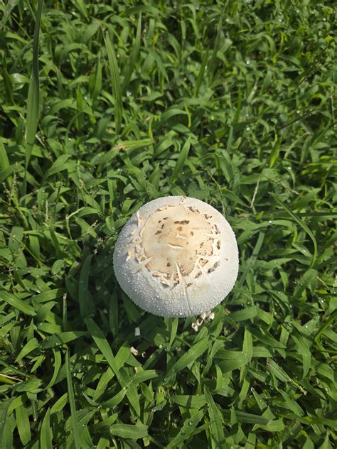 Kentucky Usa Yard Overran Scrolller