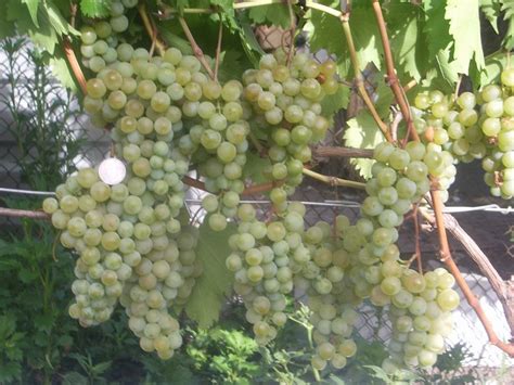 Купить саженцы Виноград винный Vitis vinifera Дружба в Москве с ...
