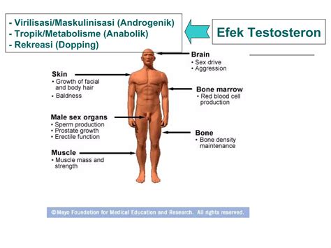 Endokrinologi Reproduksi Overview PPT