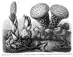Balanophora Wikipedia