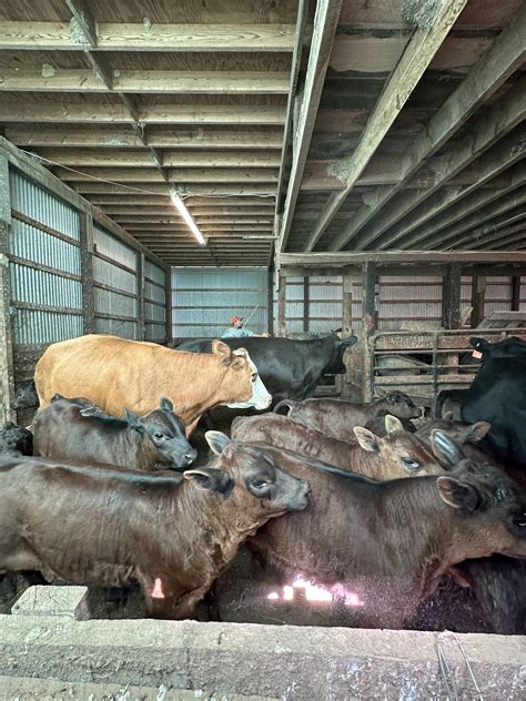 4r Ranch Word Of The Day Passel