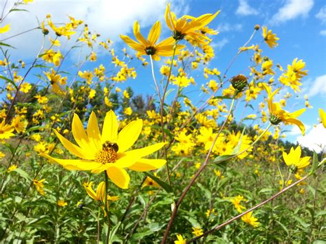 Types Of Yellow Wildflowers At Patrick Ruppert Blog