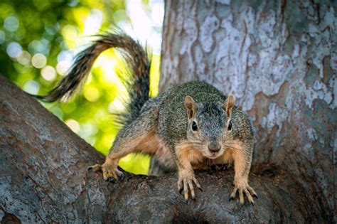Mother Squirrel With A Skinny Tail Rsquirrels