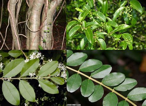 Non Native Species Identification Pictures Flashcards Quizlet