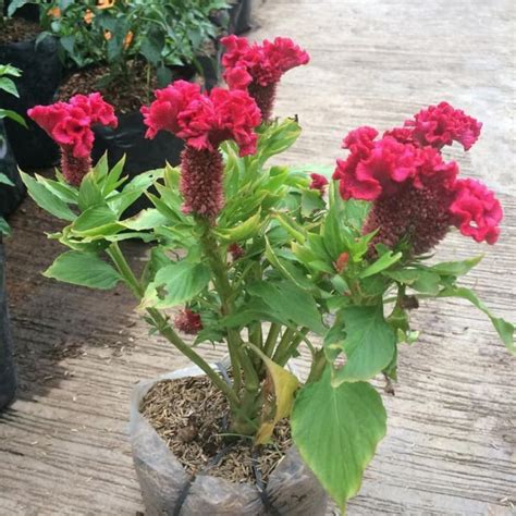 Jual Bibit Bunga Jenger Ayam Celosia Merah Tumbuh Shopee Indonesia