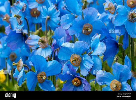 Himalayan Blue Poppy Meconopsis Betonicifolia Flowering In The
